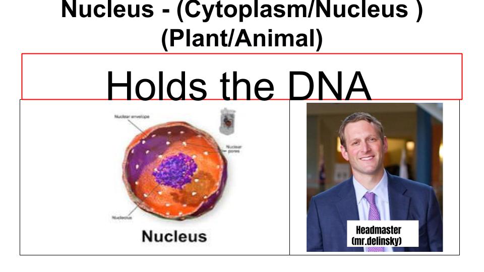 Parts of the Cell: Organelles and Analogies – Middle School Science Lessons