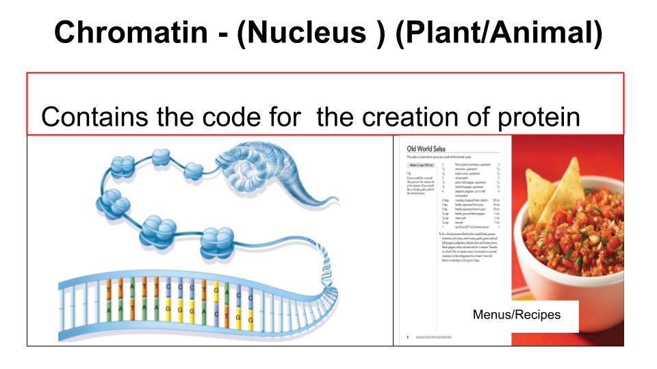 Parts of the Cell: Organelles and Analogies – Middle School Science Lessons