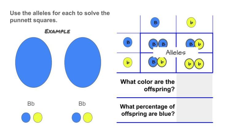 Plastic Egg Genetics – Middle School Science Lessons