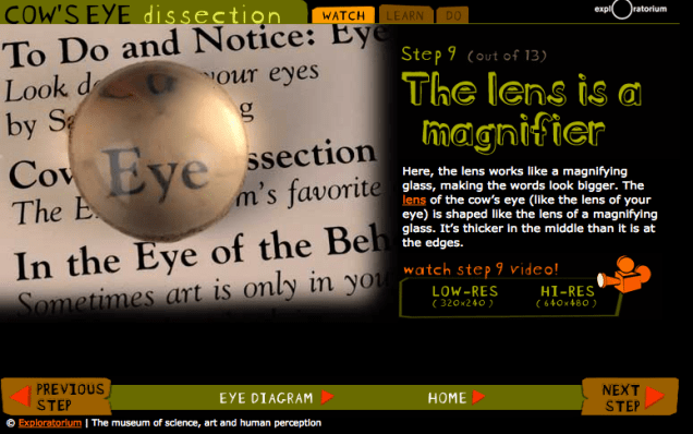 Cow Eye Dissection – Middle School Science Blog