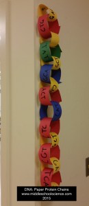 DNA – Paper Protein Chains Activity – Middle School Science Blog