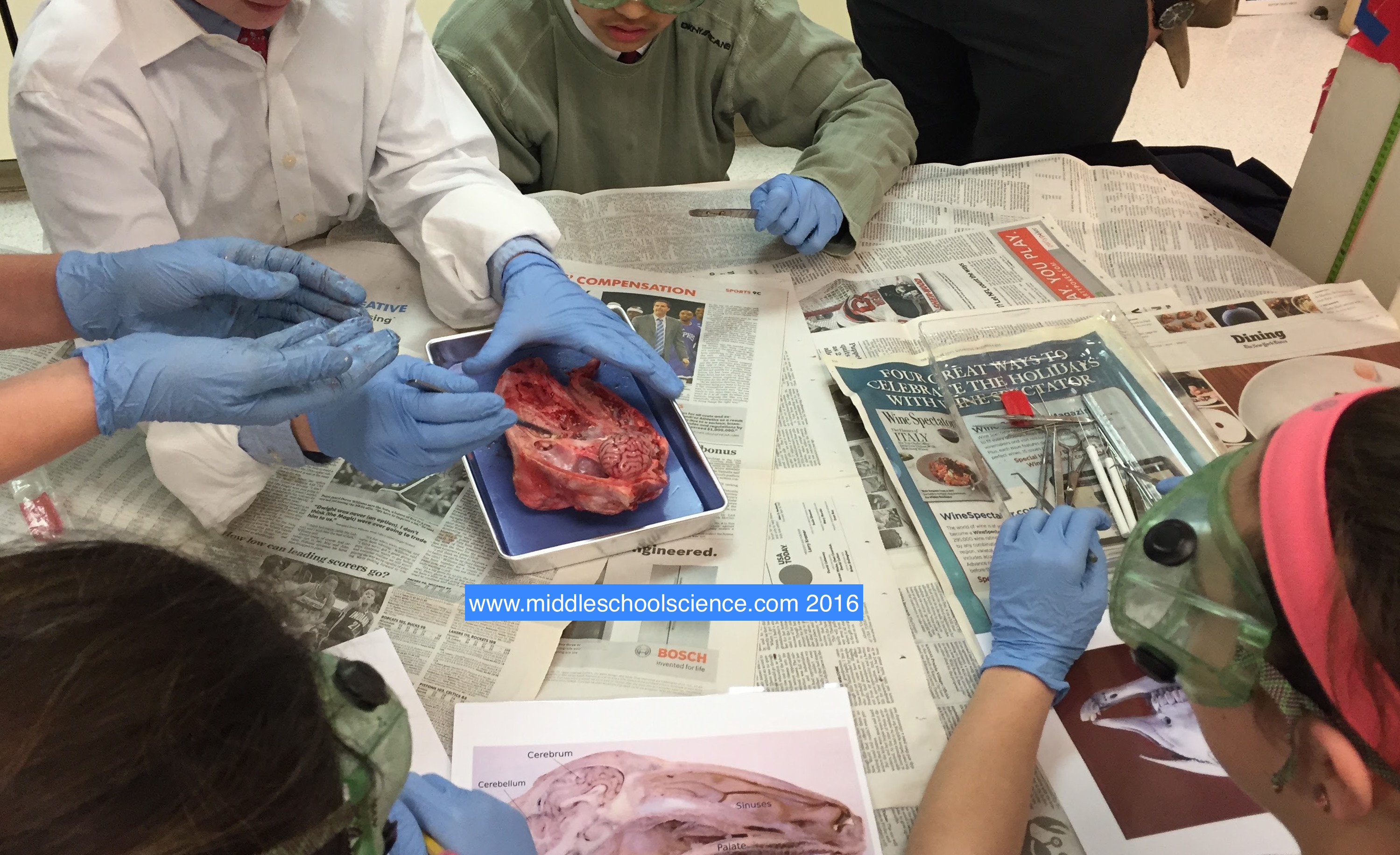 Sheep Head Dissection – Brains, Tongues, and Eyes – Middle School ...
