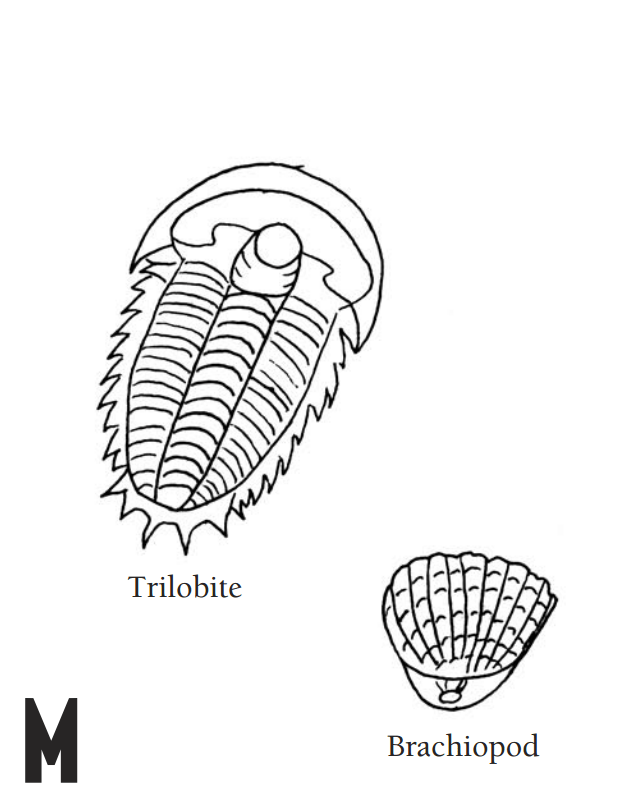 Rocks, Fossils, and the Law of Superposition Sequencing Activity ...