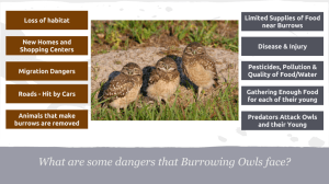 Owl Survival Simulation Activity to use with the Novel ‘Hoot’ by Carl ...