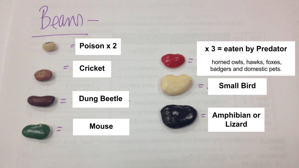 Owl Survival Simulation Activity to use with the Novel ‘Hoot’ by Carl ...