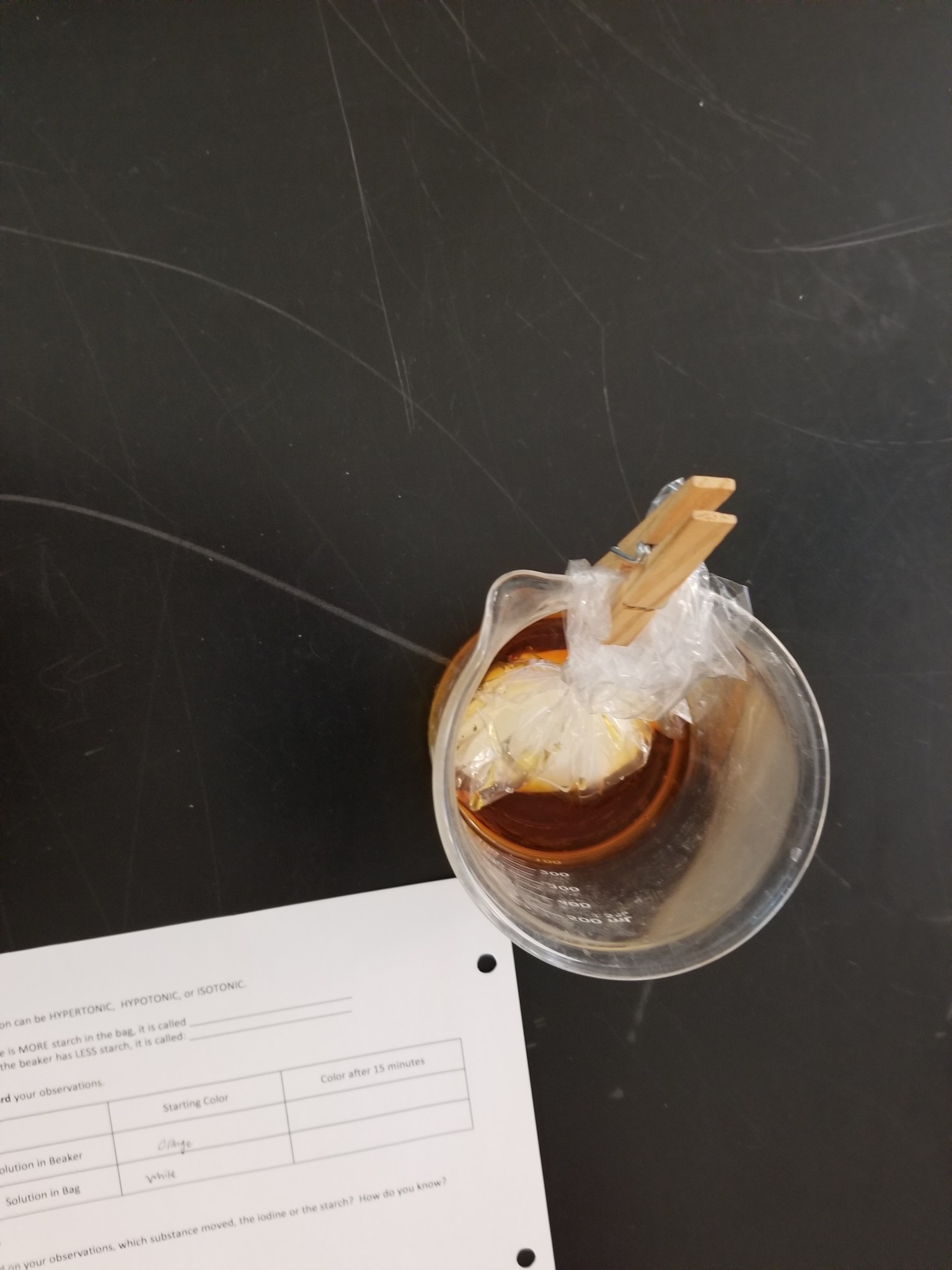 Diffusion Lab – Iodine and Cornstarch – Middle School Science Lessons