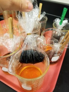 Diffusion Lab – Iodine & Cornstarch – Middle School Science Lessons