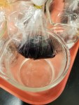 Diffusion Lab – Iodine and Cornstarch – Middle School Science Lessons